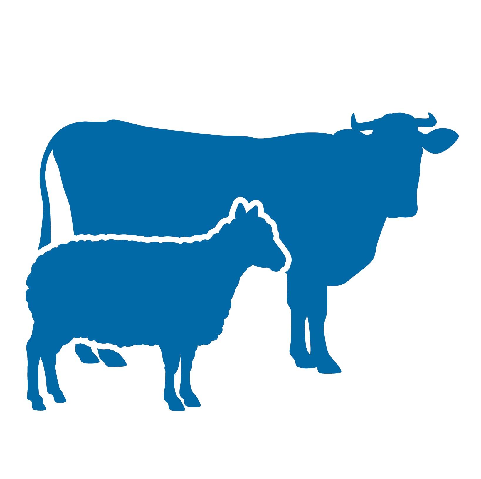 Cattle